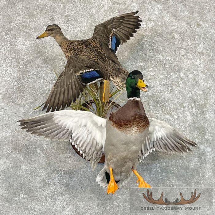 Mallard Drake and Hen Taxidermy Duck Mount For Sale - Creel Taxidermy