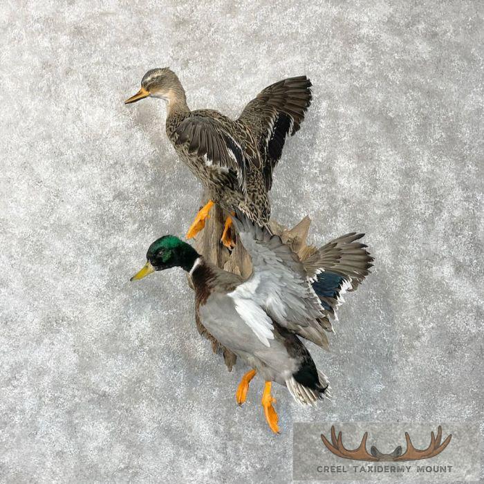 Mallard Drake and Hen Taxidermy Duck Mount For Sale - Creel Taxidermy
