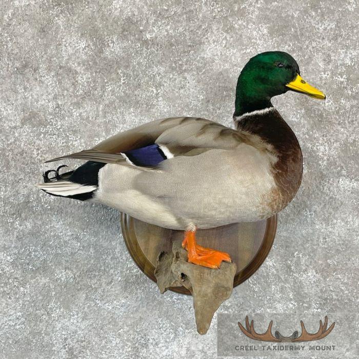 Mallard Duck Drake Taxidermy Bird Mount For Sale - Creel Taxidermy