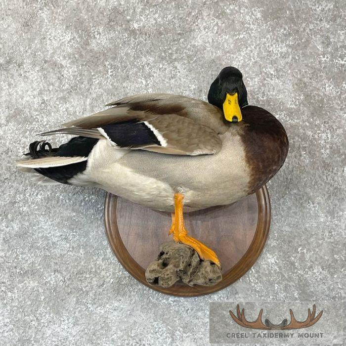 Mallard Duck Drake Taxidermy Bird Mount For Sale - Creel Taxidermy