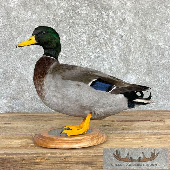 Mallard Duck Drake Taxidermy Bird Mount For Sale - Creel Taxidermy