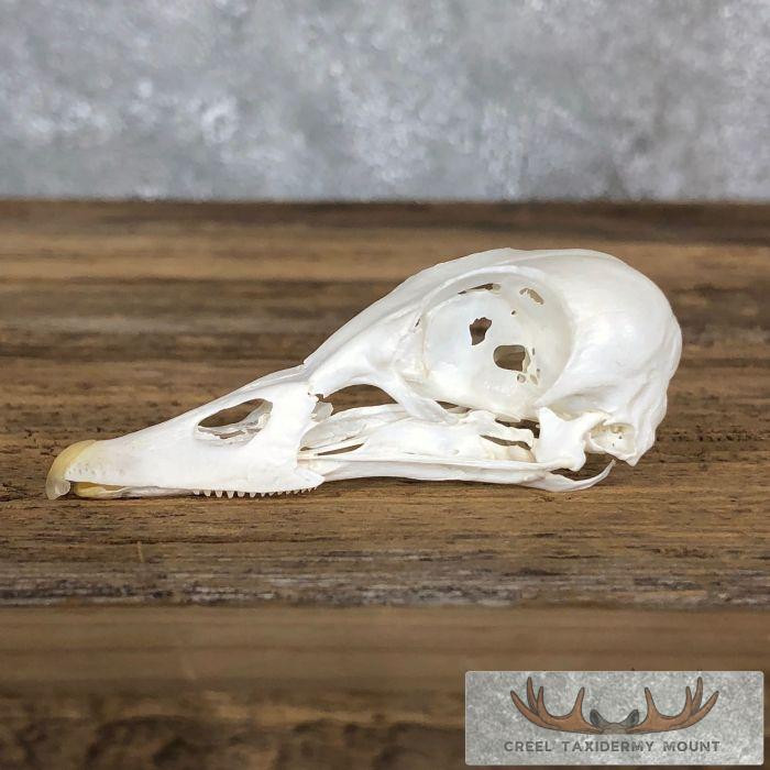 Mandarin Duck Skull For Sale - Creel Taxidermy