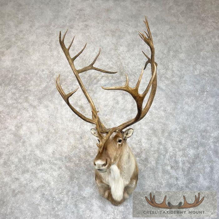 Mountain Caribou Taxidermy Shoulder Mount For Sale - Creel Taxidermy