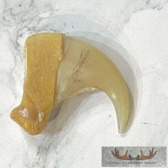 Mountain Lion Claw For Sale - Creel Taxidermy