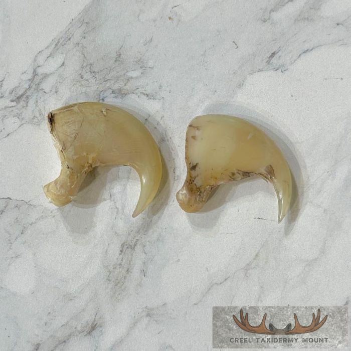 Mountain Lion Claws For Sale - Creel Taxidermy