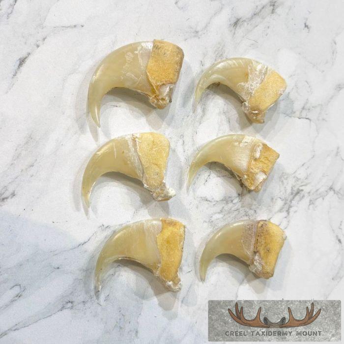 Mountain Lion Claws For Sale - Creel Taxidermy