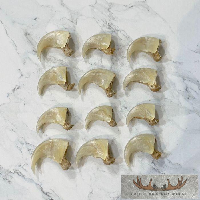 Mountain Lion Claws For Sale - Creel Taxidermy