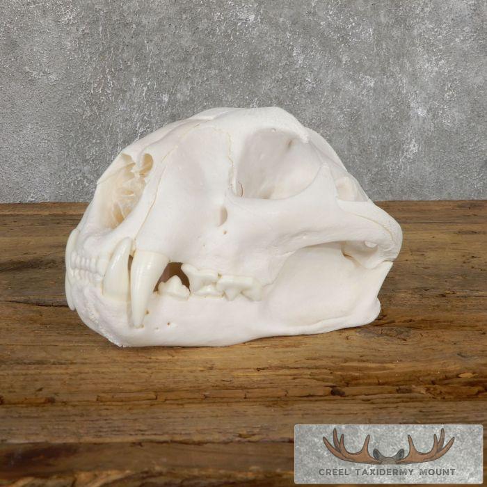 Mountain Lion (Cougar) Full Skull For Sale - Creel Taxidermy