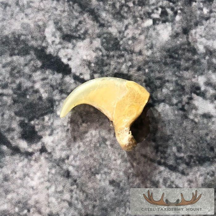 Mountain Lion Claw Taxidermy For Sale - Creel Taxidermy