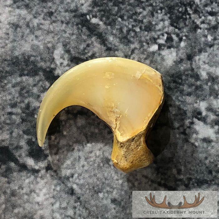 Mountain Lion Claw Taxidermy For Sale - Creel Taxidermy