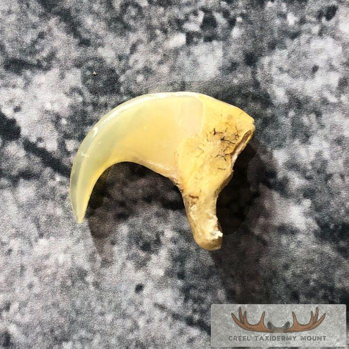 Mountain Lion Claw Taxidermy For Sale - Creel Taxidermy