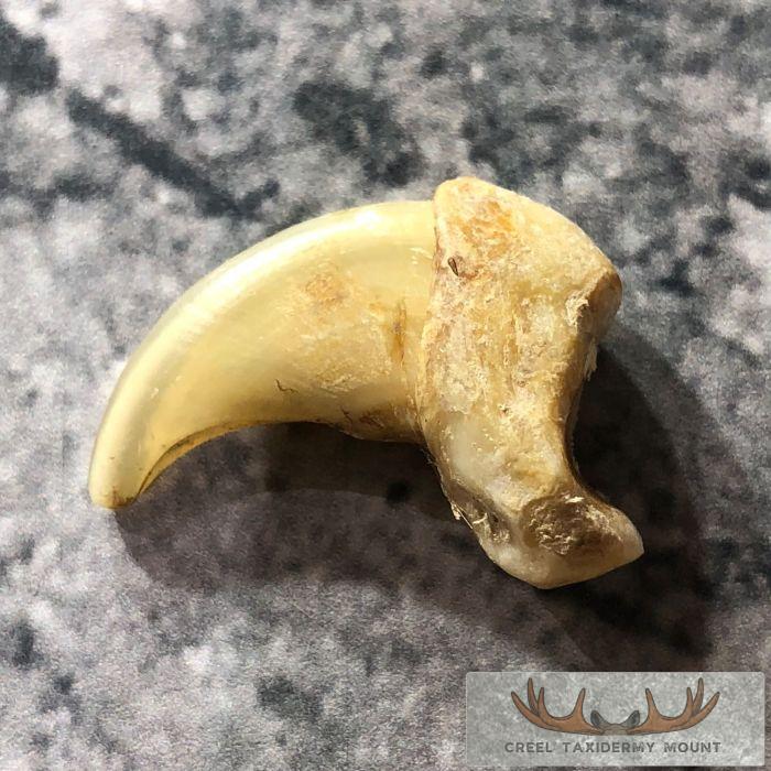 Mountain Lion Claw Taxidermy For Sale - Creel Taxidermy