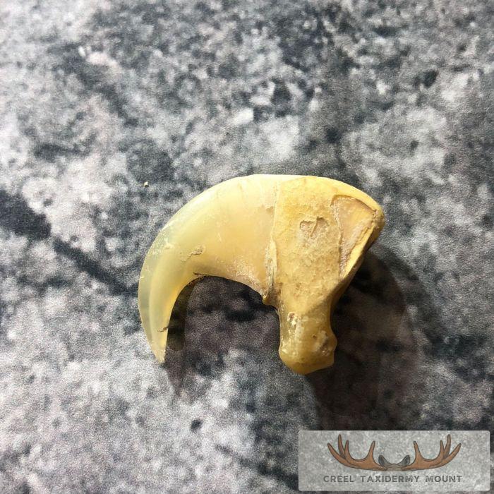 Mountain Lion Claw Taxidermy For Sale - Creel Taxidermy