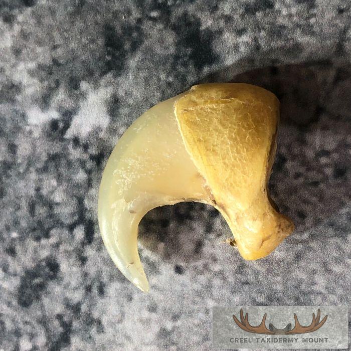 Mountain Lion Claw Taxidermy For Sale - Creel Taxidermy