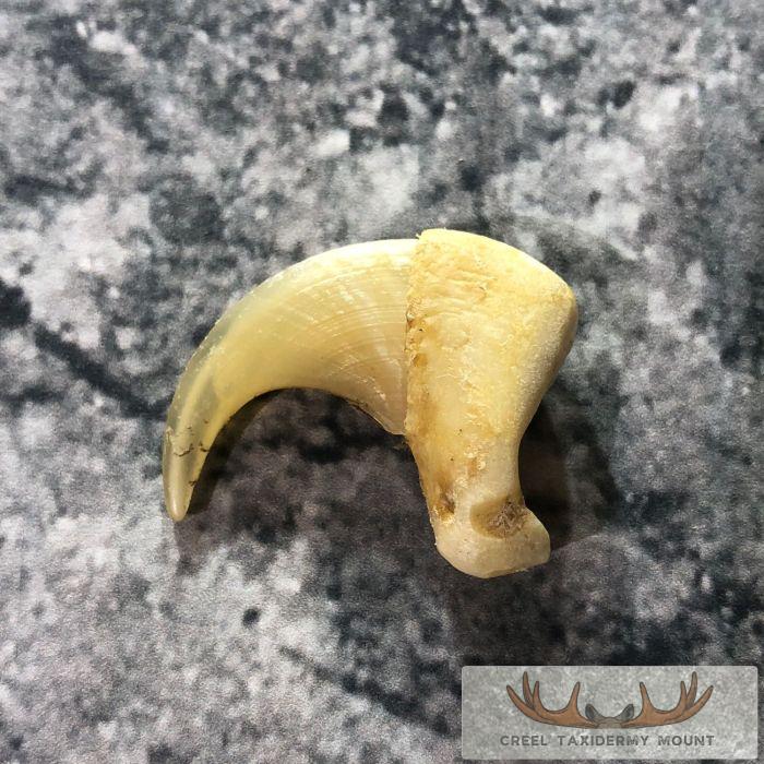 Mountain Lion Claw Taxidermy For Sale - Creel Taxidermy