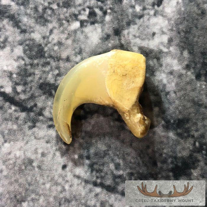Mountain Lion Claw Taxidermy For Sale - Creel Taxidermy