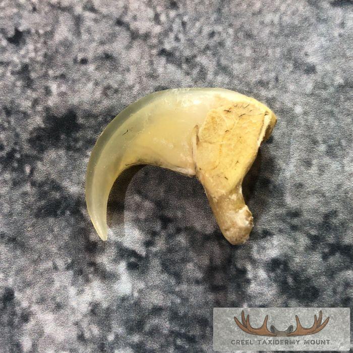 Mountain Lion Claw Taxidermy For Sale - Creel Taxidermy