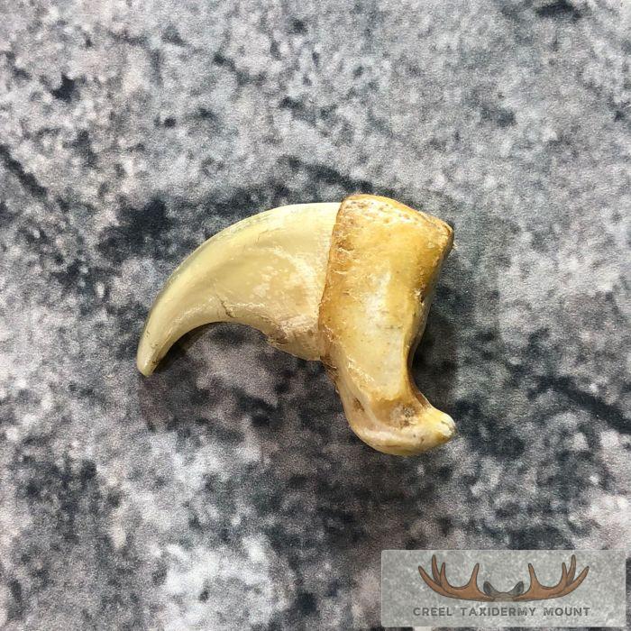 Mountain Lion Claw Taxidermy For Sale - Creel Taxidermy