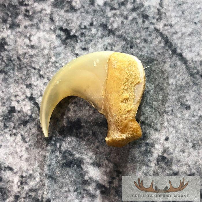 Mountain Lion Claw Taxidermy For Sale - Creel Taxidermy