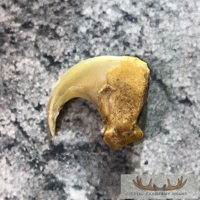 Mountain Lion Claw Taxidermy For Sale - Creel Taxidermy
