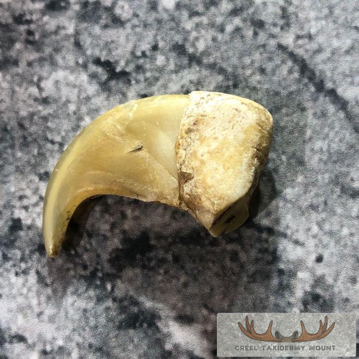 Mountain Lion Claw Taxidermy For Sale - Creel Taxidermy