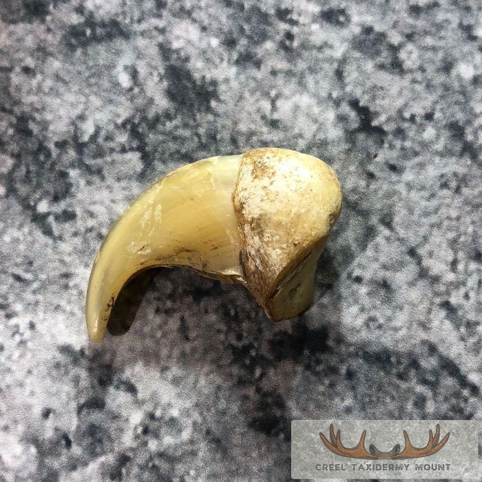 Mountain Lion Claw Taxidermy For Sale - Creel Taxidermy