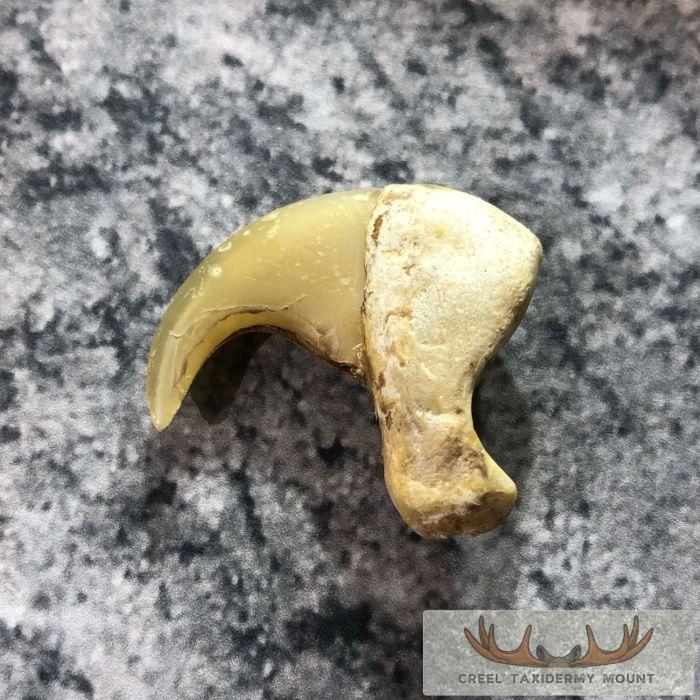 Mountain Lion Claw Taxidermy For Sale - Creel Taxidermy