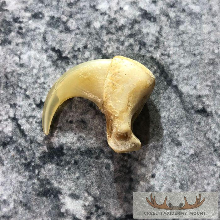 Mountain Lion Claw Taxidermy For Sale - Creel Taxidermy