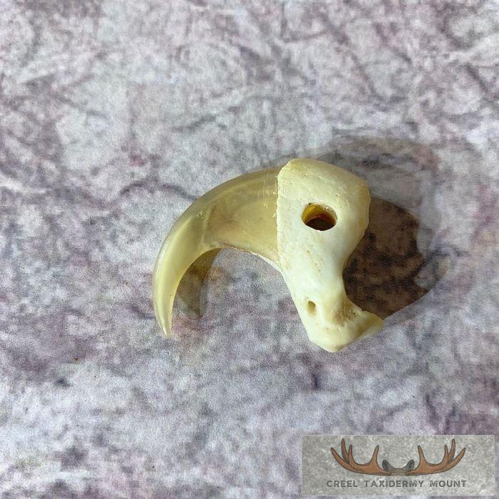 Mountain Lion Claw Taxidermy For Sale - Creel Taxidermy