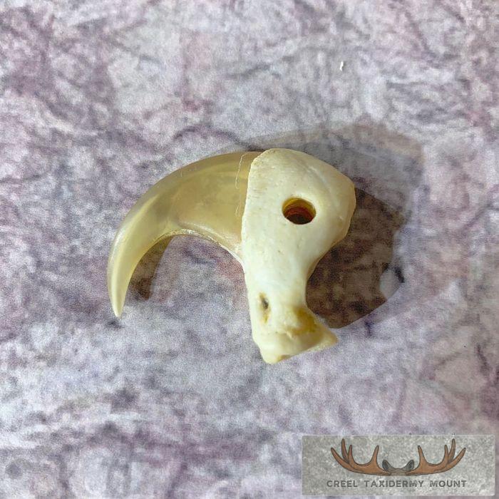 Mountain Lion Claw Taxidermy For Sale - Creel Taxidermy