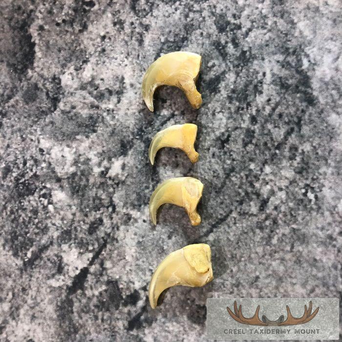 Mountain Lion Claws Taxidermy For Sale - Creel Taxidermy