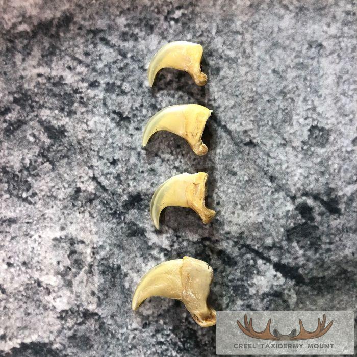 Mountain Lion Claws Taxidermy For Sale - Creel Taxidermy