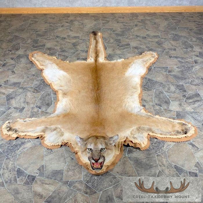 Mountain Lion Full Size Taxidermy Rug Mount For Sale - Creel Taxidermy