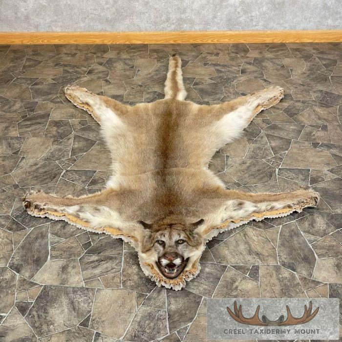 Mountain Lion Full Size Taxidermy Rug Mount For Sale - Creel Taxidermy