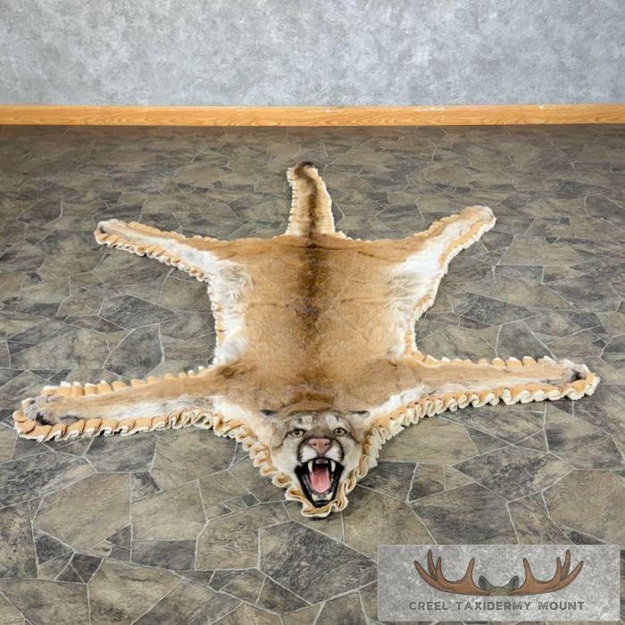 Mountain Lion Full Size Taxidermy Rug Mount For Sale - Creel Taxidermy