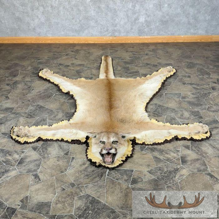 Mountain Lion Full Size Taxidermy Rug Mount For Sale - Creel Taxidermy