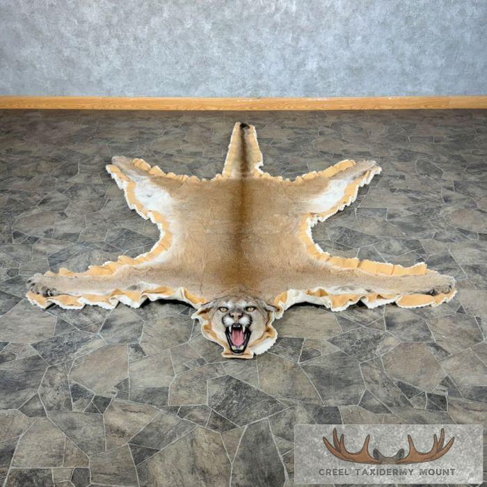 Mountain Lion Full Size Taxidermy Rug Mount For Sale - Creel Taxidermy
