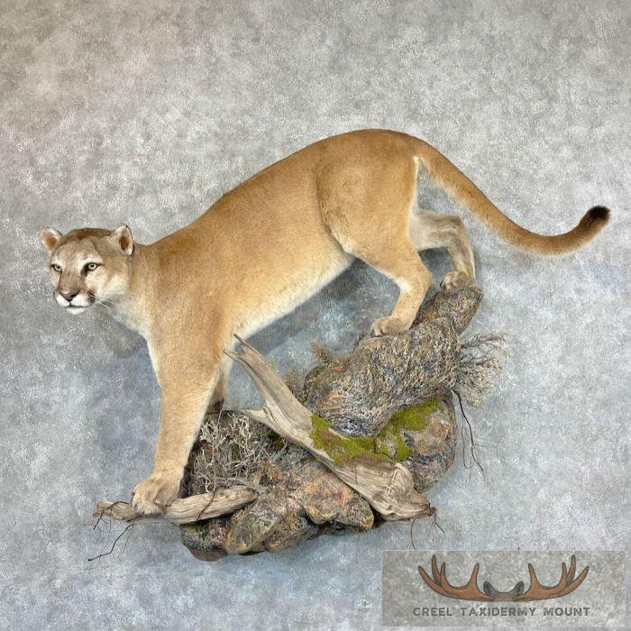 Mountain Lion (Cougar) Taxidermy Mount For Sale - Creel Taxidermy