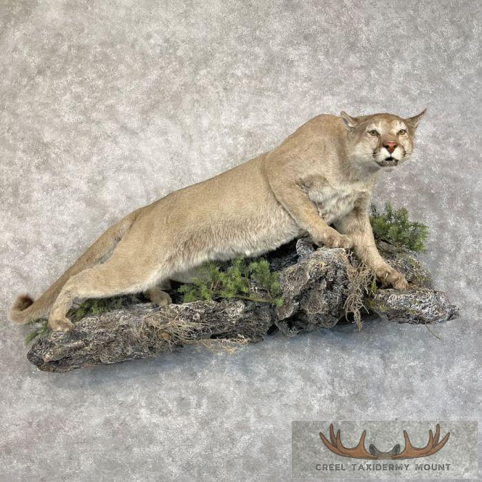 Mountain Lion (Cougar) Taxidermy Mount For Sale - Creel Taxidermy