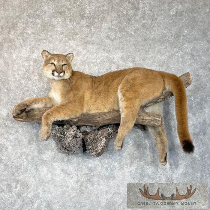 Mountain Lion (Cougar) Taxidermy Mount For Sale - Creel Taxidermy