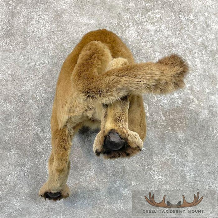 Mountain Lion Novelty Butt Taxidermy Mount For Sale - Creel Taxidermy