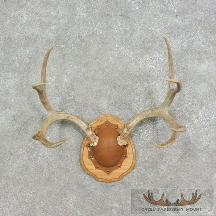 Mule Deer Antler Plaque Taxidermy Mount For Sale - Creel Taxidermy