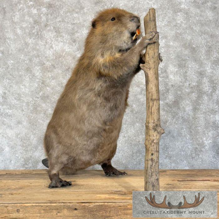 North American Beaver Taxidermy Mount For Sale - Creel Taxidermy
