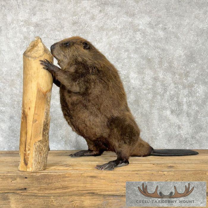 North American Beaver Taxidermy Mount For Sale - Creel Taxidermy