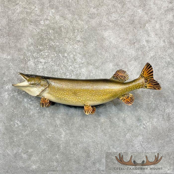 41" Northern Pike Taxidermy Fish Mount For Sale - Creel Taxidermy