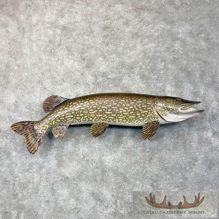 44" Northern Pike Taxidermy Fish Mount For Sale - Creel Taxidermy