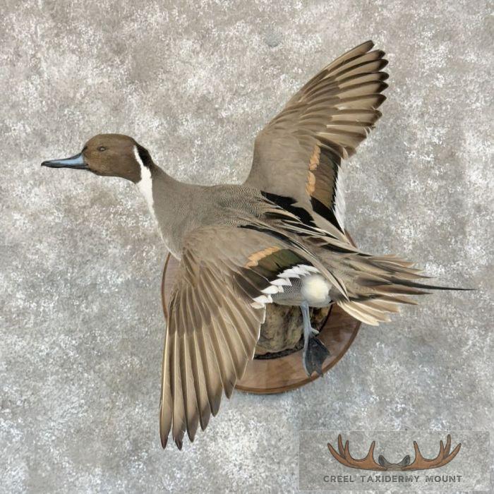 Northern Pintail Duck Taxidermy Bird Mount For Sale - Creel Taxidermy