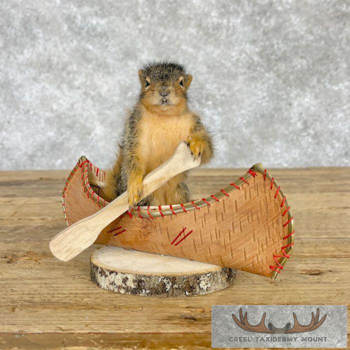 Novelty Baby Fox Squirrel Taxidermy Mount For Sale - Creel Taxidermy