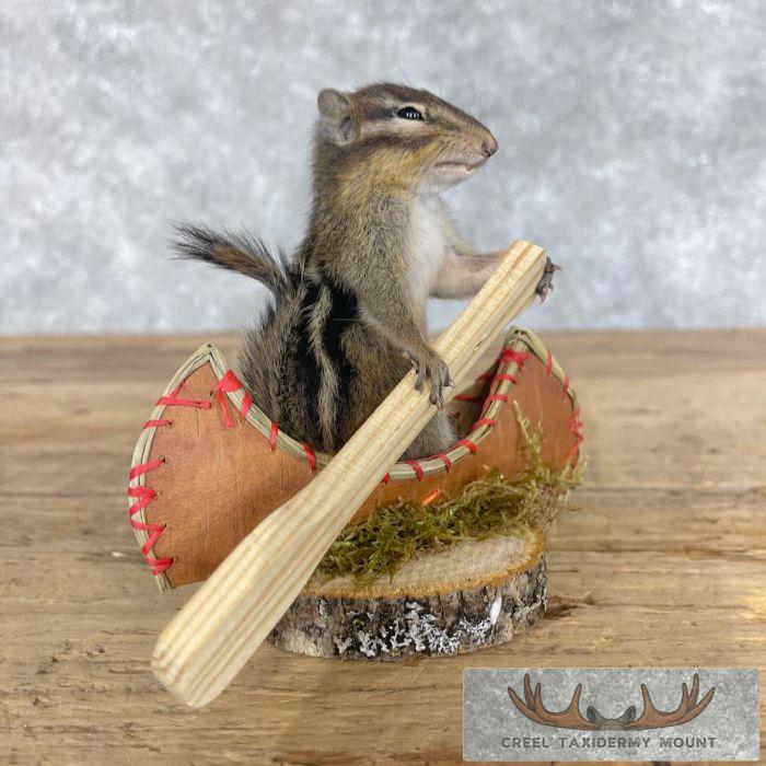 Novelty Chipmunk Taxidermy Mount For Sale - Creel Taxidermy