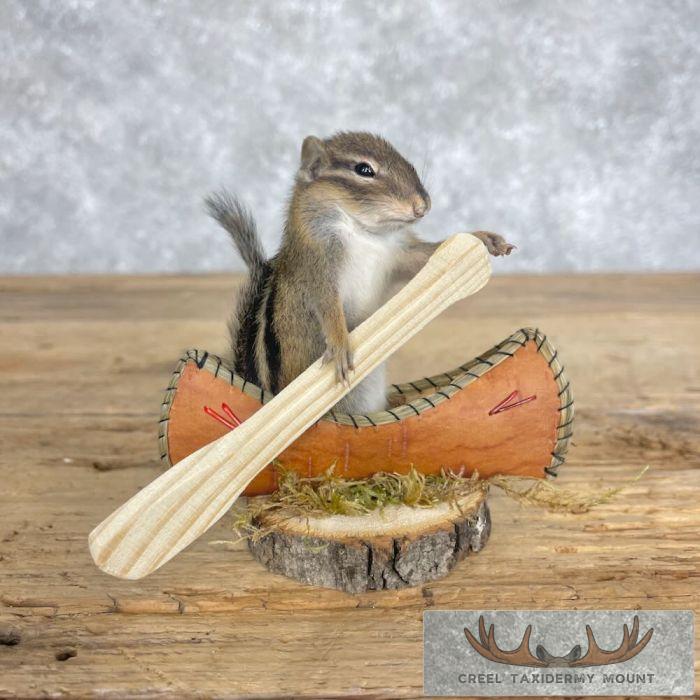 Novelty Chipmunk Taxidermy Mount For Sale - Creel Taxidermy